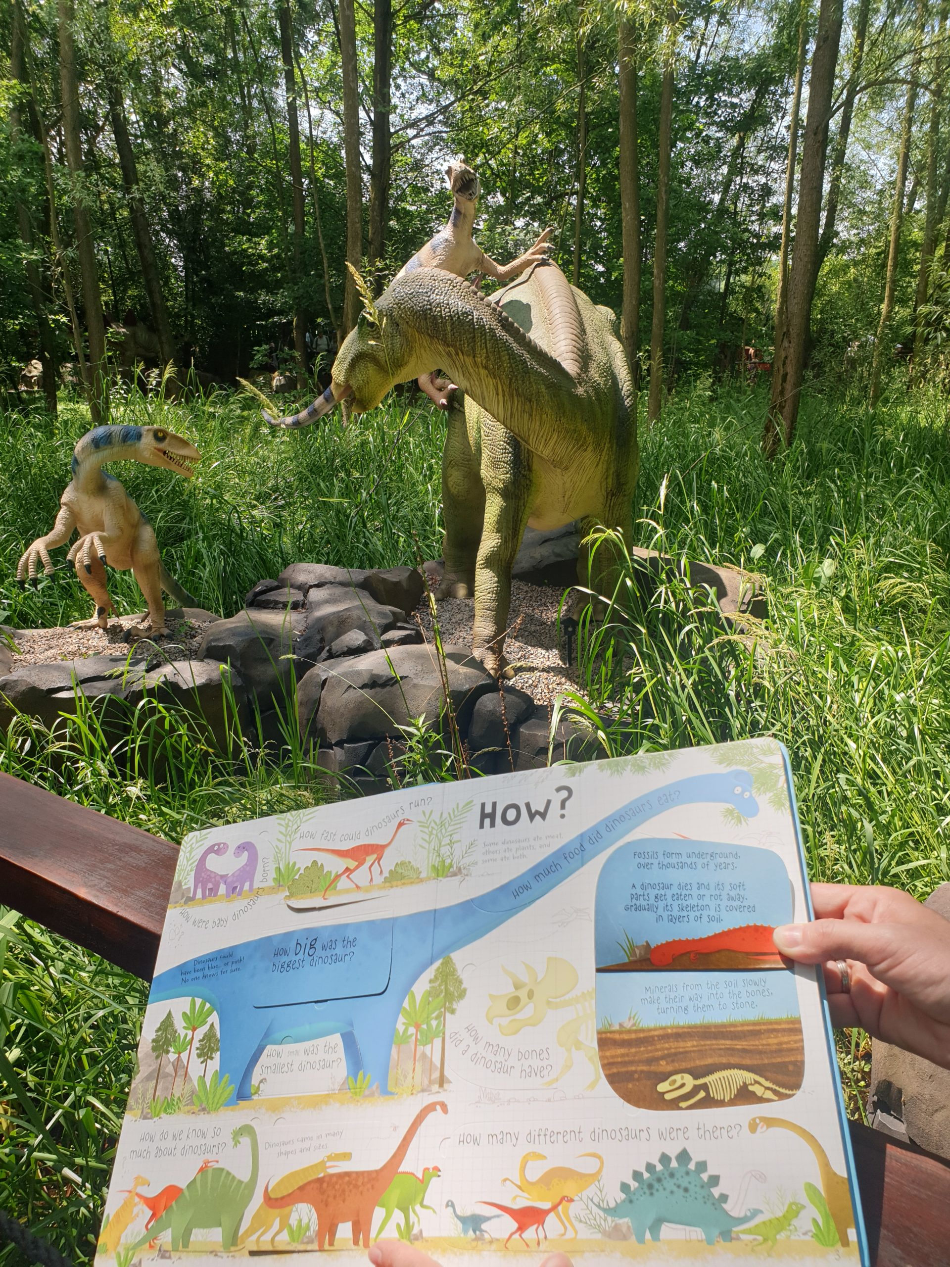 Questions and Answers about Dinosaurs - recenzja – Czytelnicze Podwórko